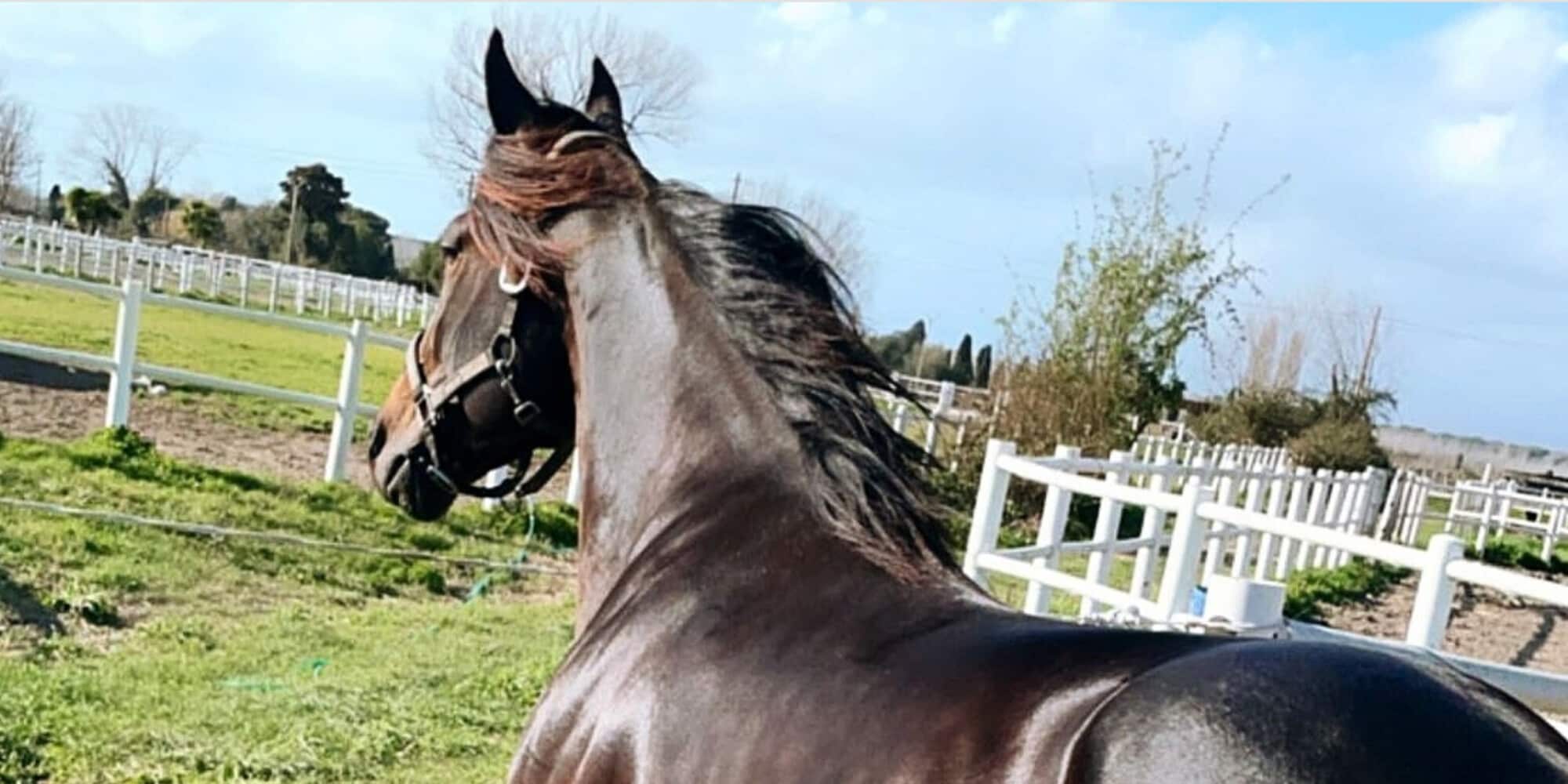 Zacon Gio, destinazione Napoli