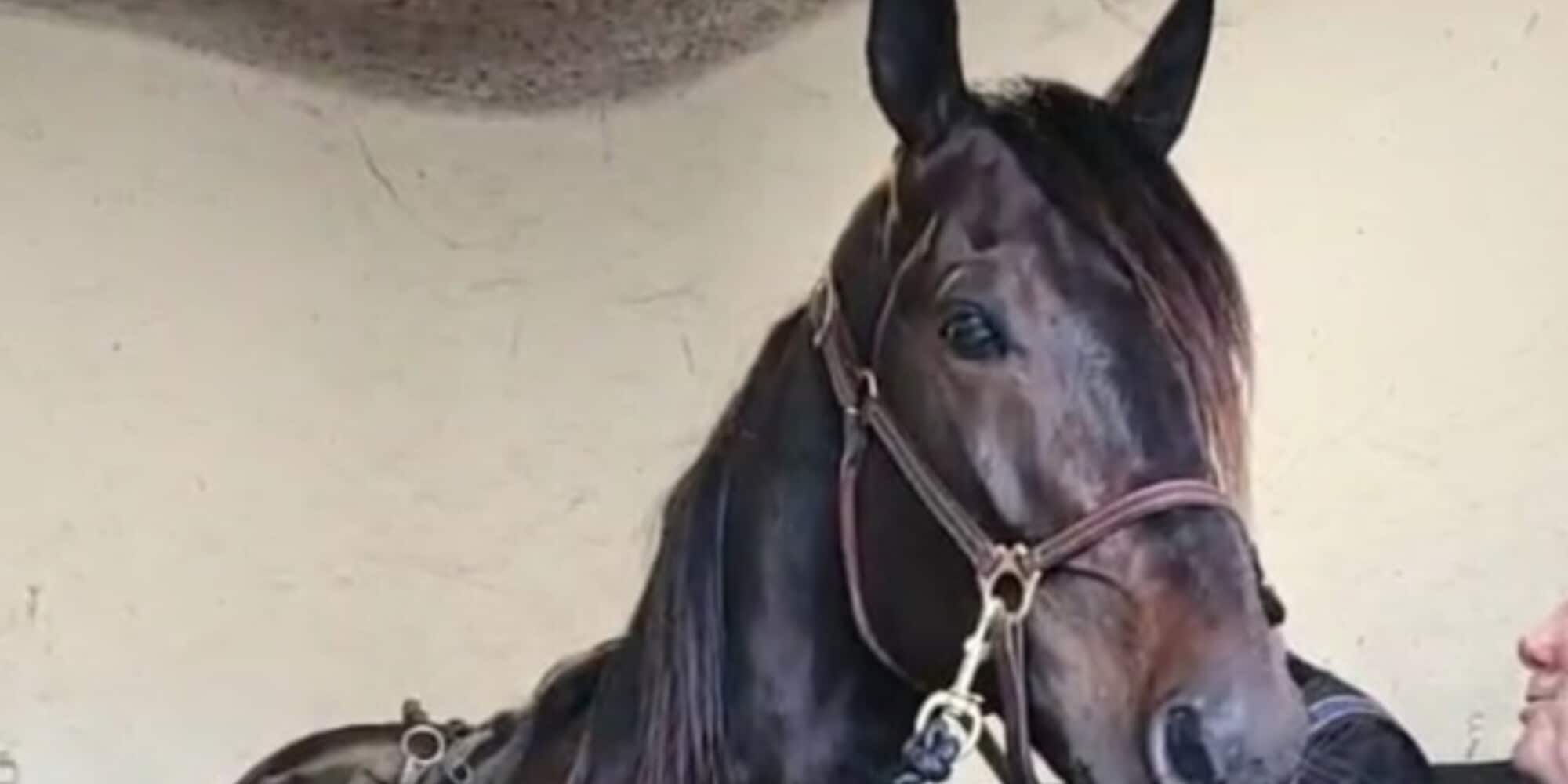 Zacon Gio a tutto Abrivard