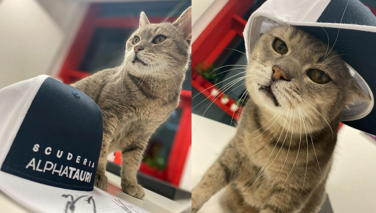Formulino, il gatto mascotte di Imola ha già conquistato Hamilton e Vettel