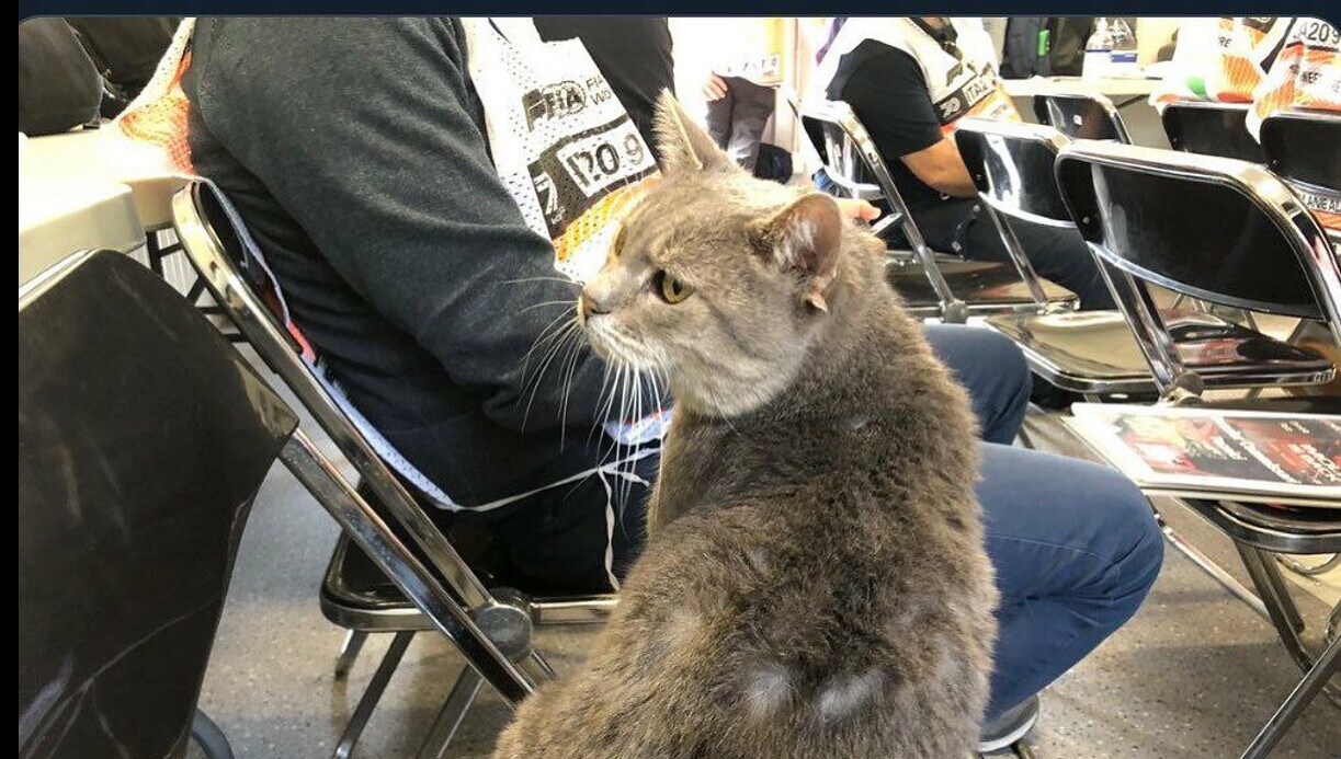 Formulino, il gatto mascotte di Imola ha già conquistato Hamilton e Vettel