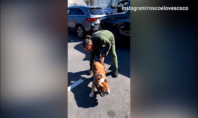 Hamilton, il cane diventa uno skater