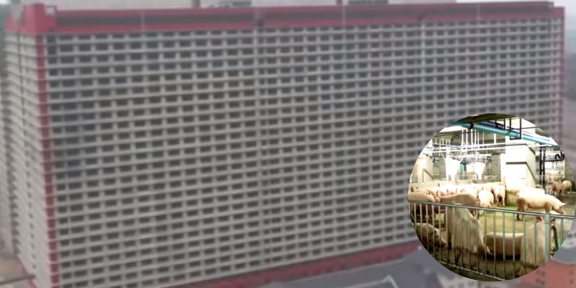 Pig Palace, un grattacielo di maiali in Cina. Esperti in allarme: "Se ...