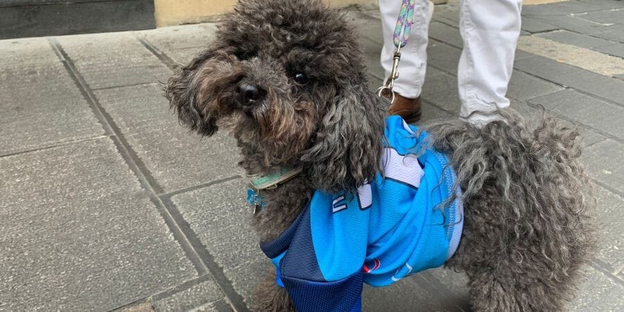Scudetto Napoli, anche i cani in festa e vestiti d'azzurro