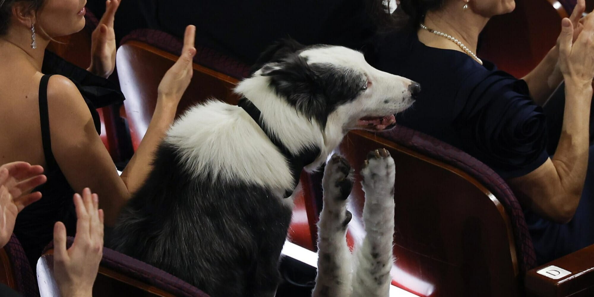 Pagina 2 | Chi è Messi, il cane degli Oscar 2024: storia e cosa c'entra ...