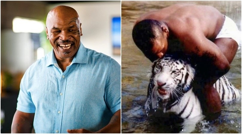 Tyson choc: "La mia tigre ha strappato il braccio a una donna"