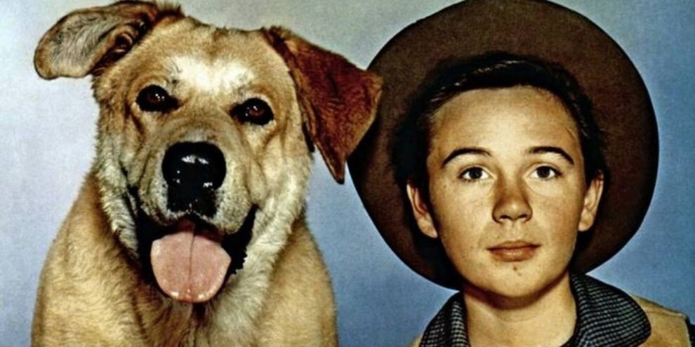 Addio a Tommy Kirk, il piccolo Travis Coates di Zanna Gialla